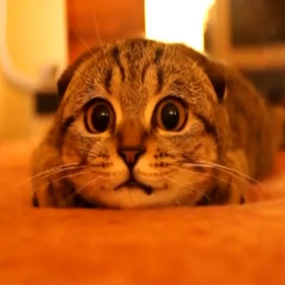 Un chaton se prépare à bondir Un chaton se prépare à bondir